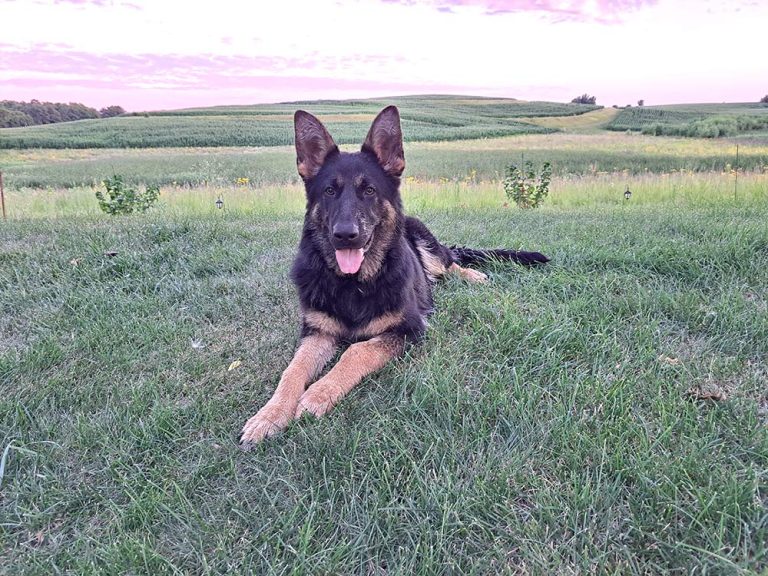 German Shepherd Breeder MN GSD Pure Breed LLC – Minnesota German ...