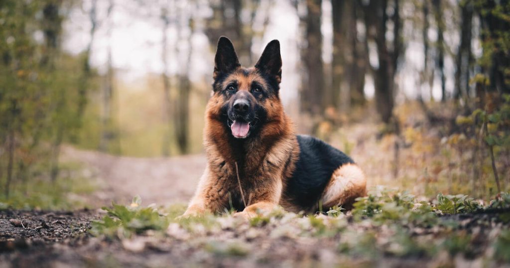 German Shepherd Breeder MN GSD Pure Breed LLC – Minnesota German ...