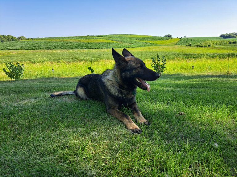 German Shepherd Breeder MN GSD Pure Breed LLC – Minnesota German ...