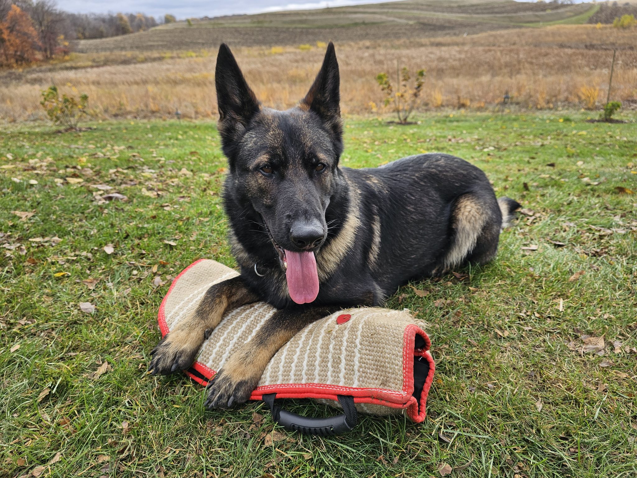 German Shepherd Breeder MN GSD Pure Breed LLC – Minnesota German ...