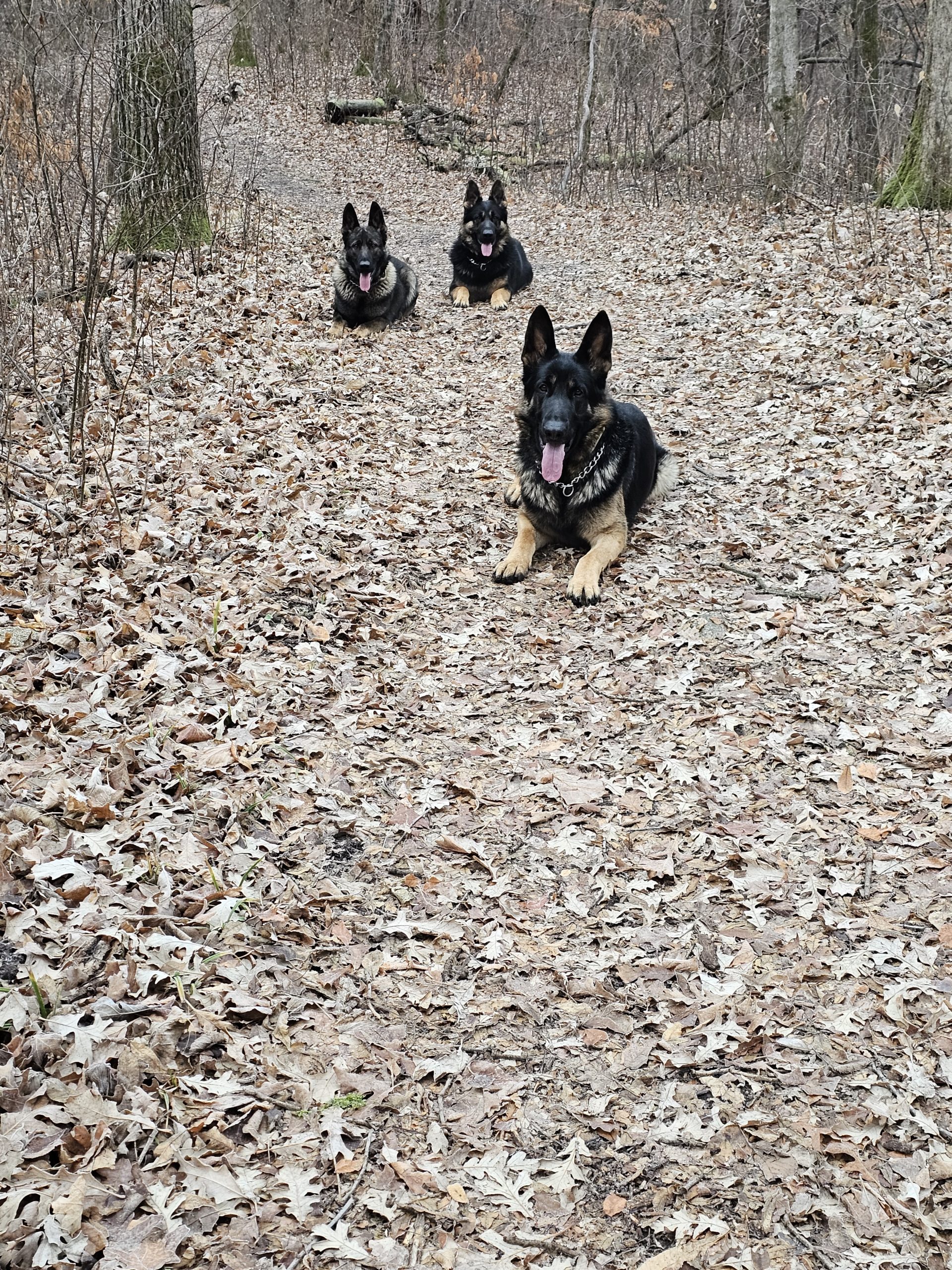 German Shepherd Breeder MN GSD Pure Breed LLC – Minnesota German ...