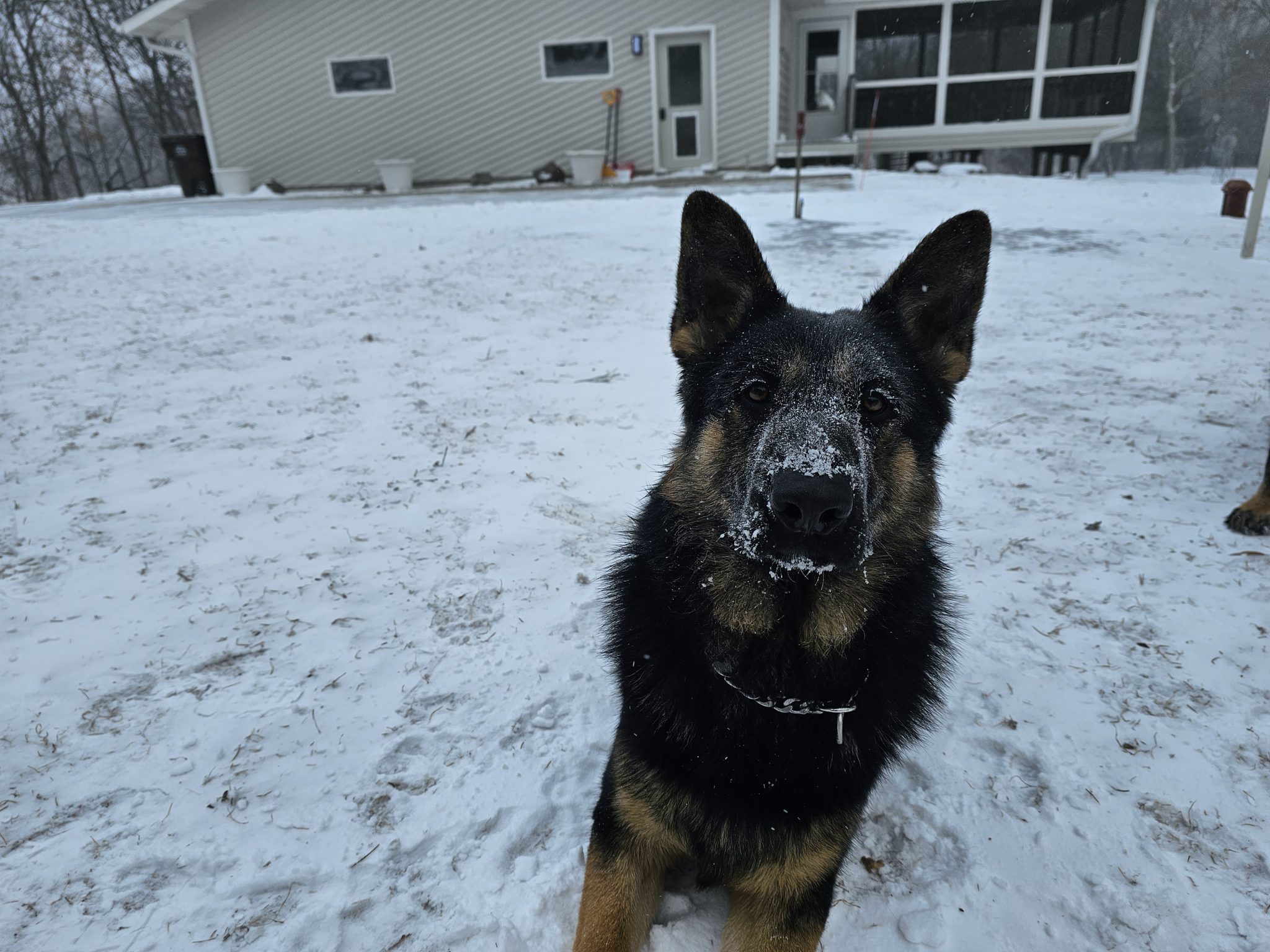 German Shepherd Breeder MN GSD Pure Breed LLC – Minnesota German ...