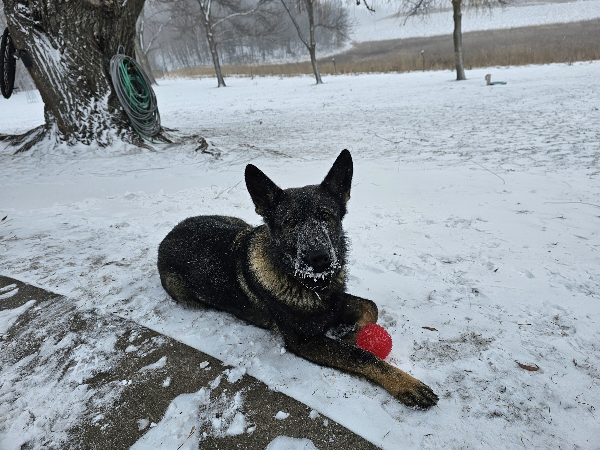 German Shepherd Breeder MN GSD Pure Breed LLC – Minnesota German ...