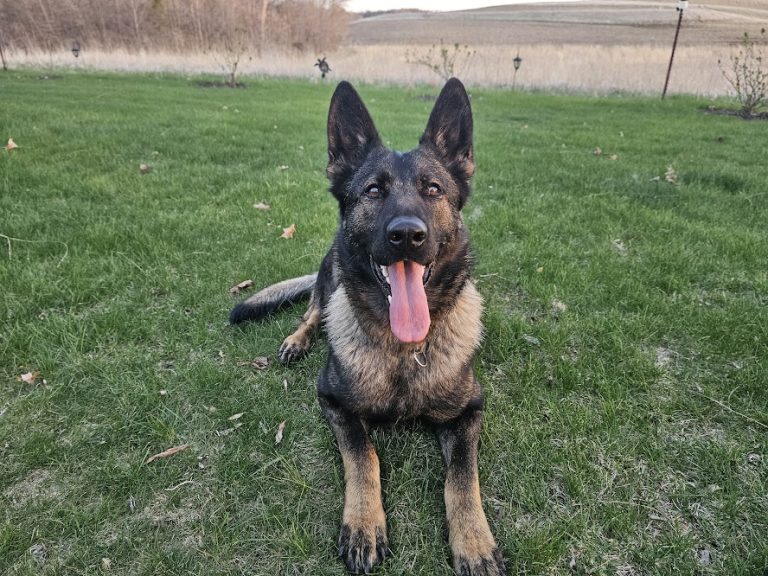 German Shepherd Breeder MN GSD Pure Breed LLC – Minnesota German ...