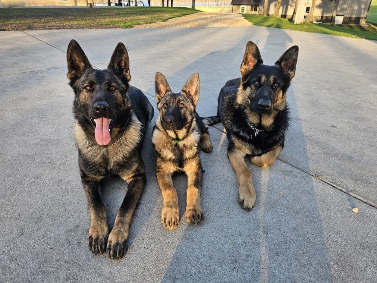 German Shepherd Breeder MN GSD Pure Breed LLC – Minnesota German ...