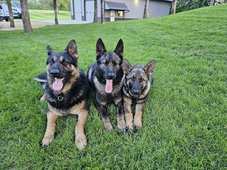 German Shepherd Breeder MN GSD Pure Breed LLC – Minnesota German ...