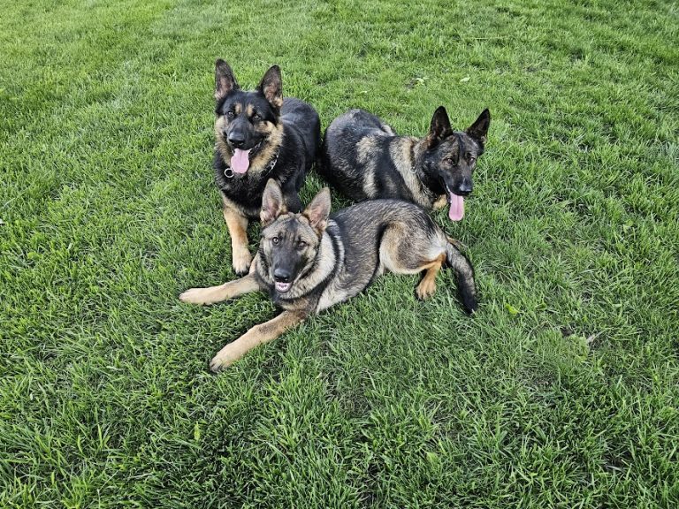 German Shepherd Breeder MN GSD Pure Breed LLC – Minnesota German ...
