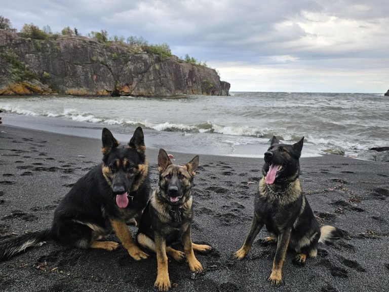 German Shepherd Breeder MN GSD Pure Breed LLC – Minnesota German ...