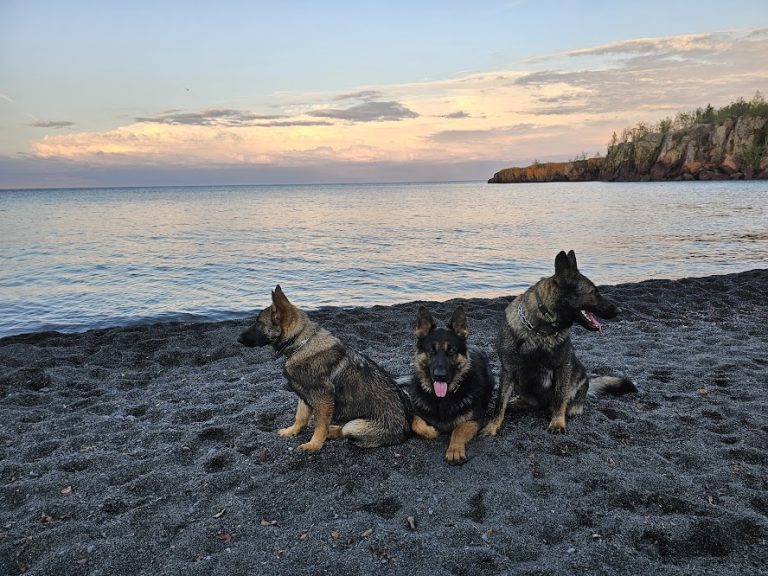 German Shepherd Breeder MN GSD Pure Breed LLC – Minnesota German ...