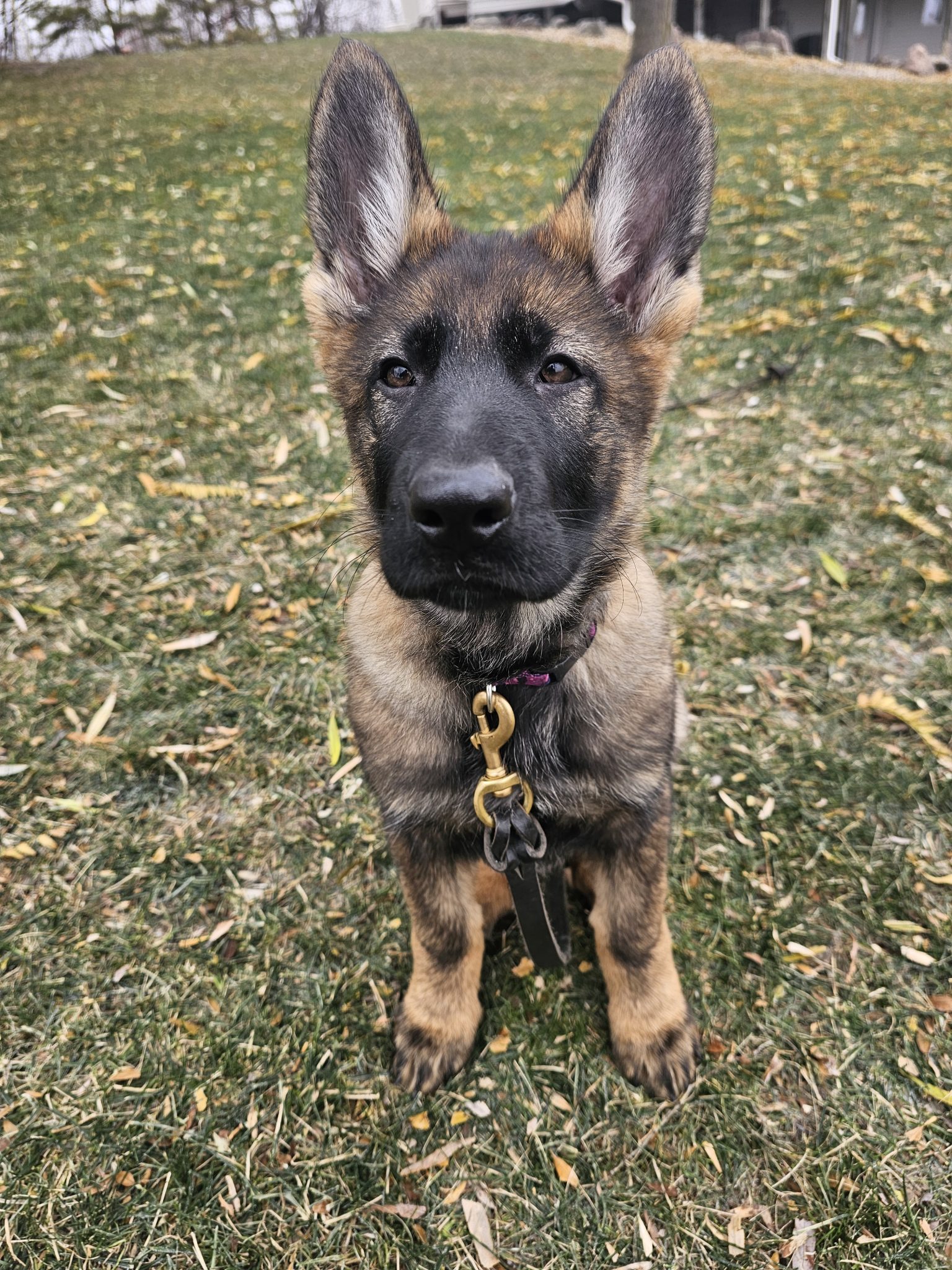 Available German Shepards – German Shepherd Breeder MN GSD Pure Breed LLC